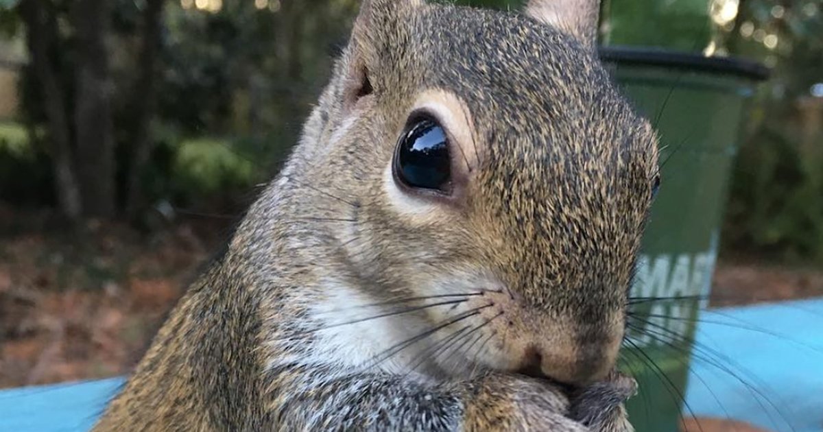 Squirrel Grows Up Big And Strong So She Can Go Home - The Dodo