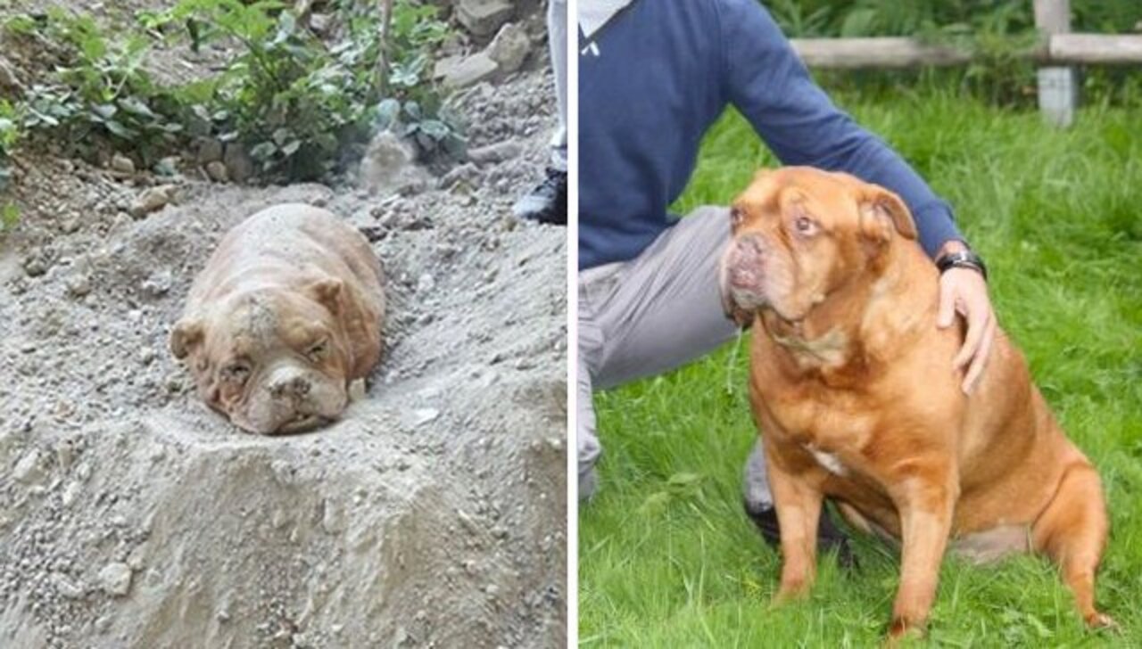 Dog Who Was Buried Alive Finds Happiness With A New Family - The Dodo