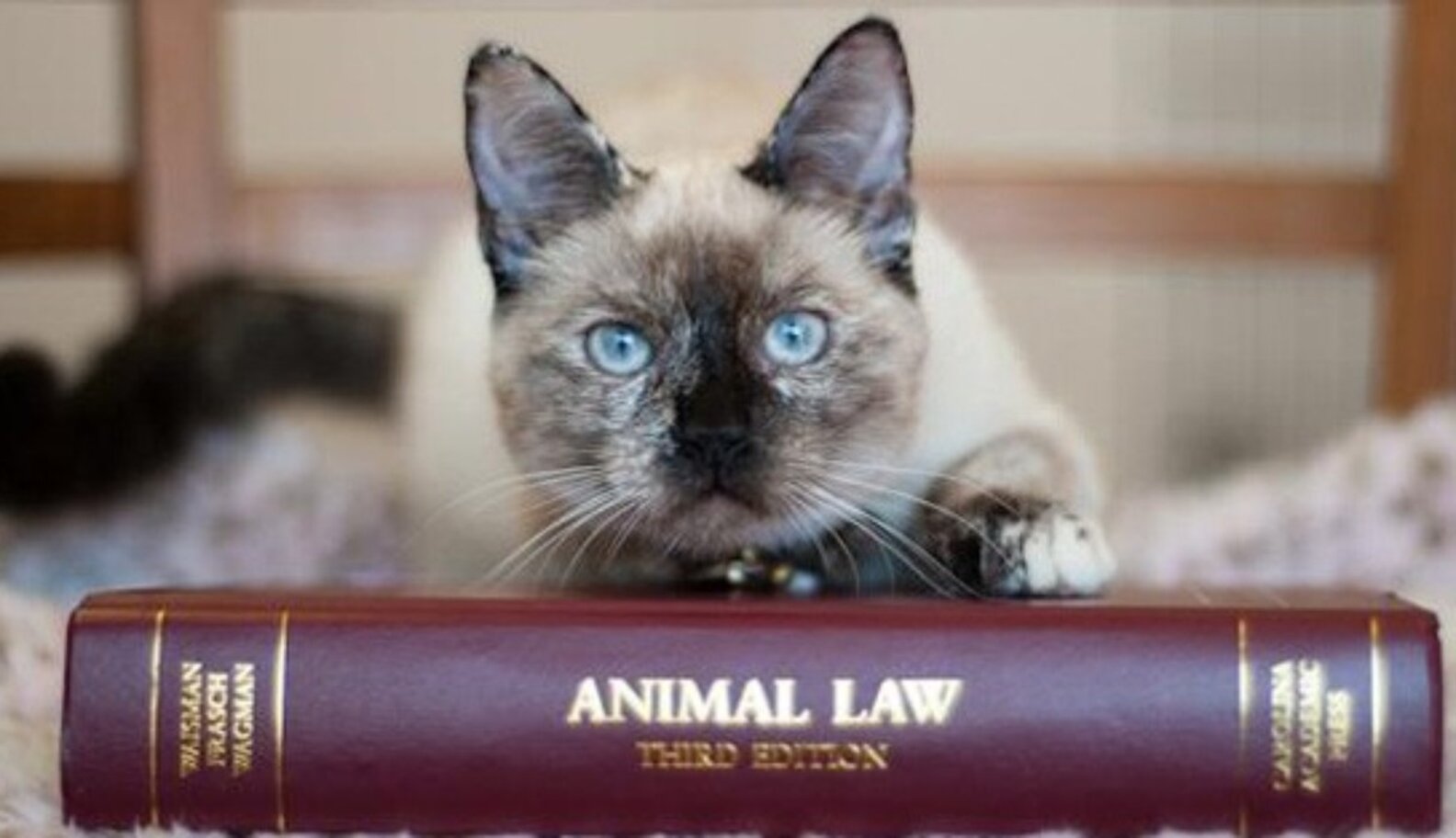 "Citizen Canine" -- A Brief History Of Cats And Dogs - The Dodo