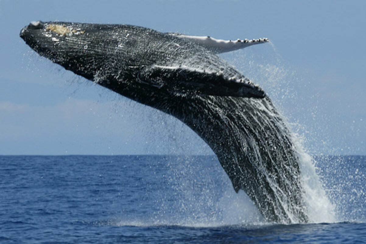 3 Million Whales Killed In Largest Cull In Human History - The Dodo