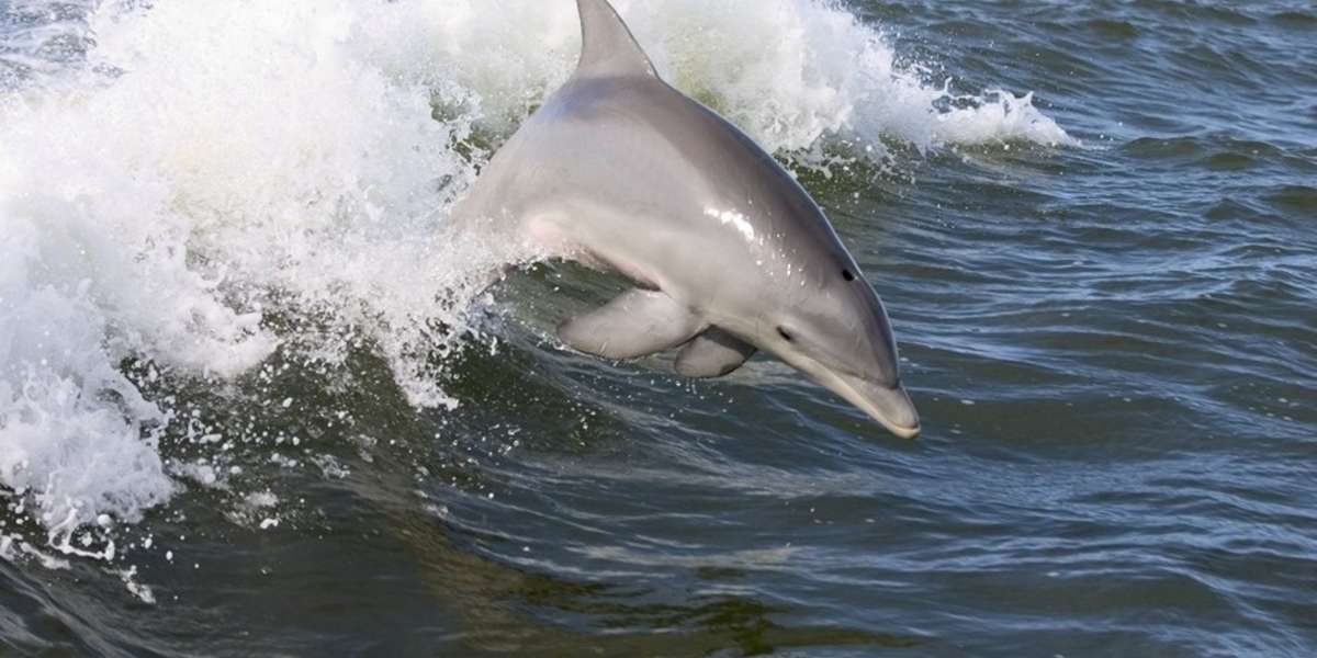 Sea Shepherd Grants Abused Boy's Dolphin Wish - The Dodo