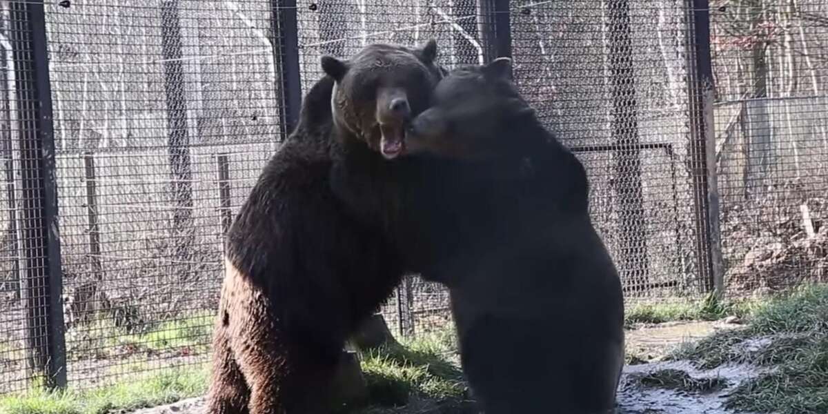 Bears Bond After 16 Years In Lonely Cages - The Dodo