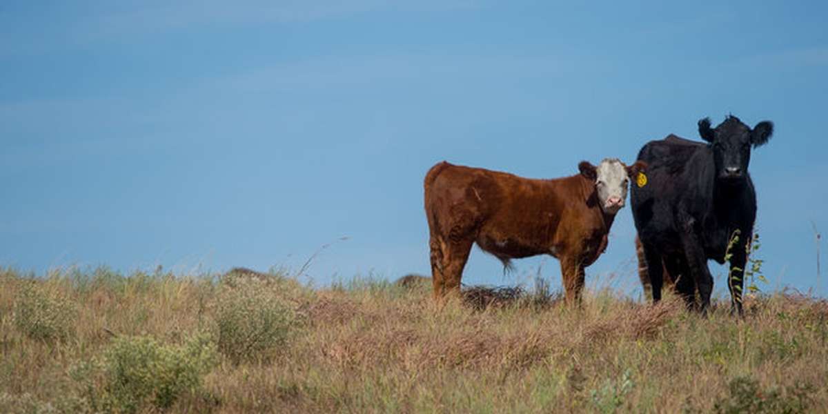 Five in Fifteen: Five Huge Accomplishments for Farm Animals in 2015 ...