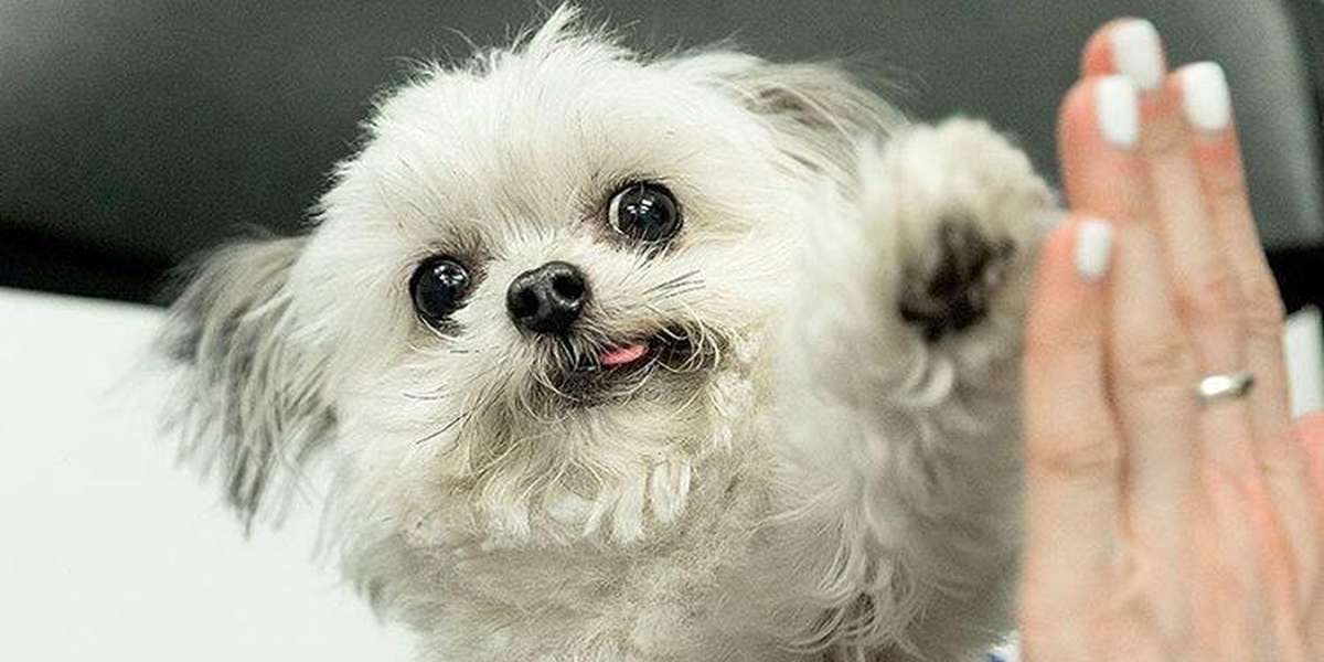 This Tiny Therapy Dog Is REAL And Loves Giving People High-Fives - The Dodo