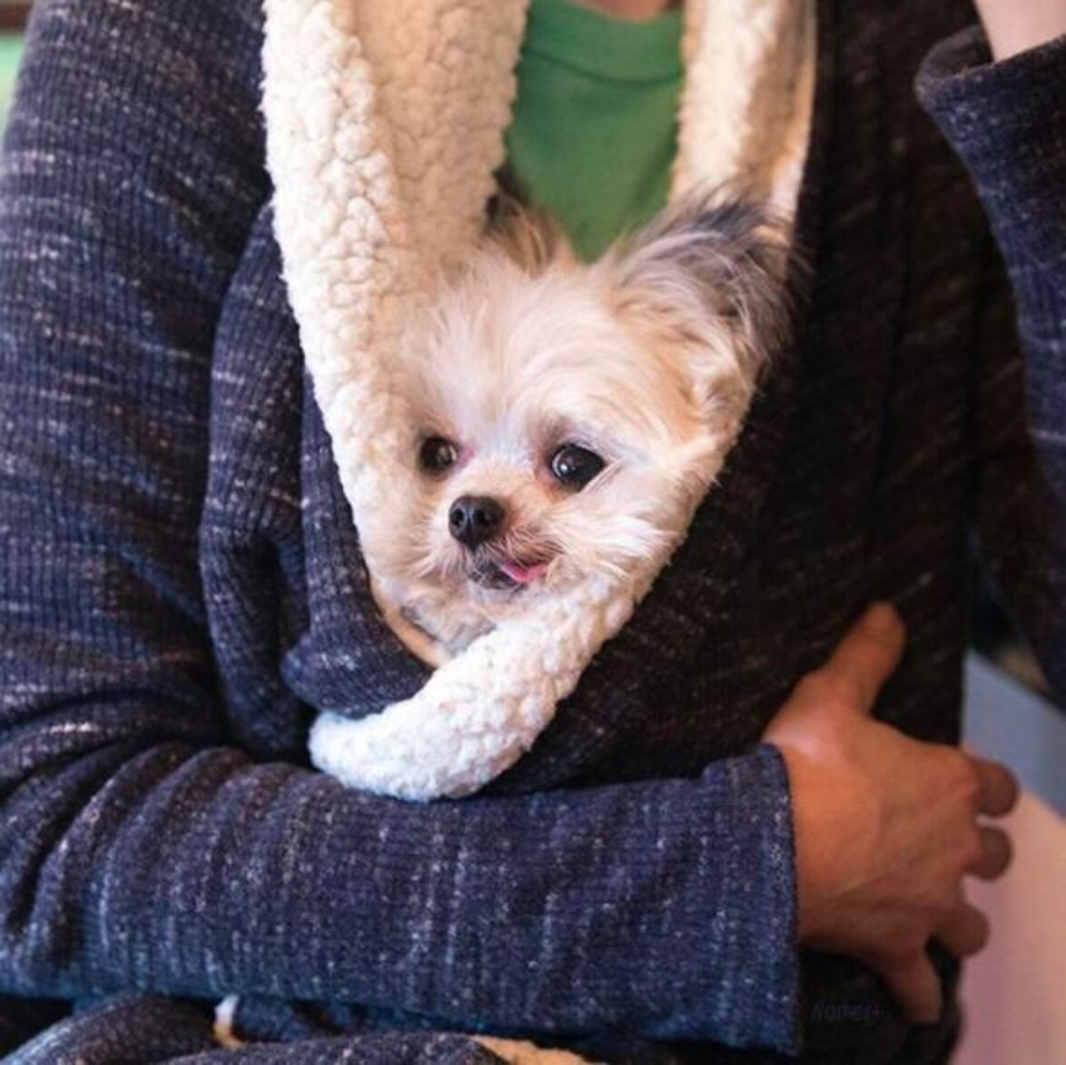 This Tiny Therapy Dog Is REAL And Loves Giving People High-Fives - The Dodo