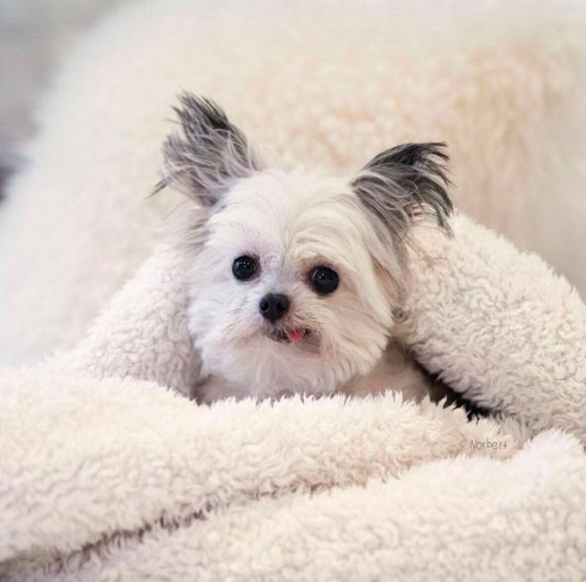 This Tiny Therapy Dog Is REAL And Loves Giving People High-Fives - The Dodo