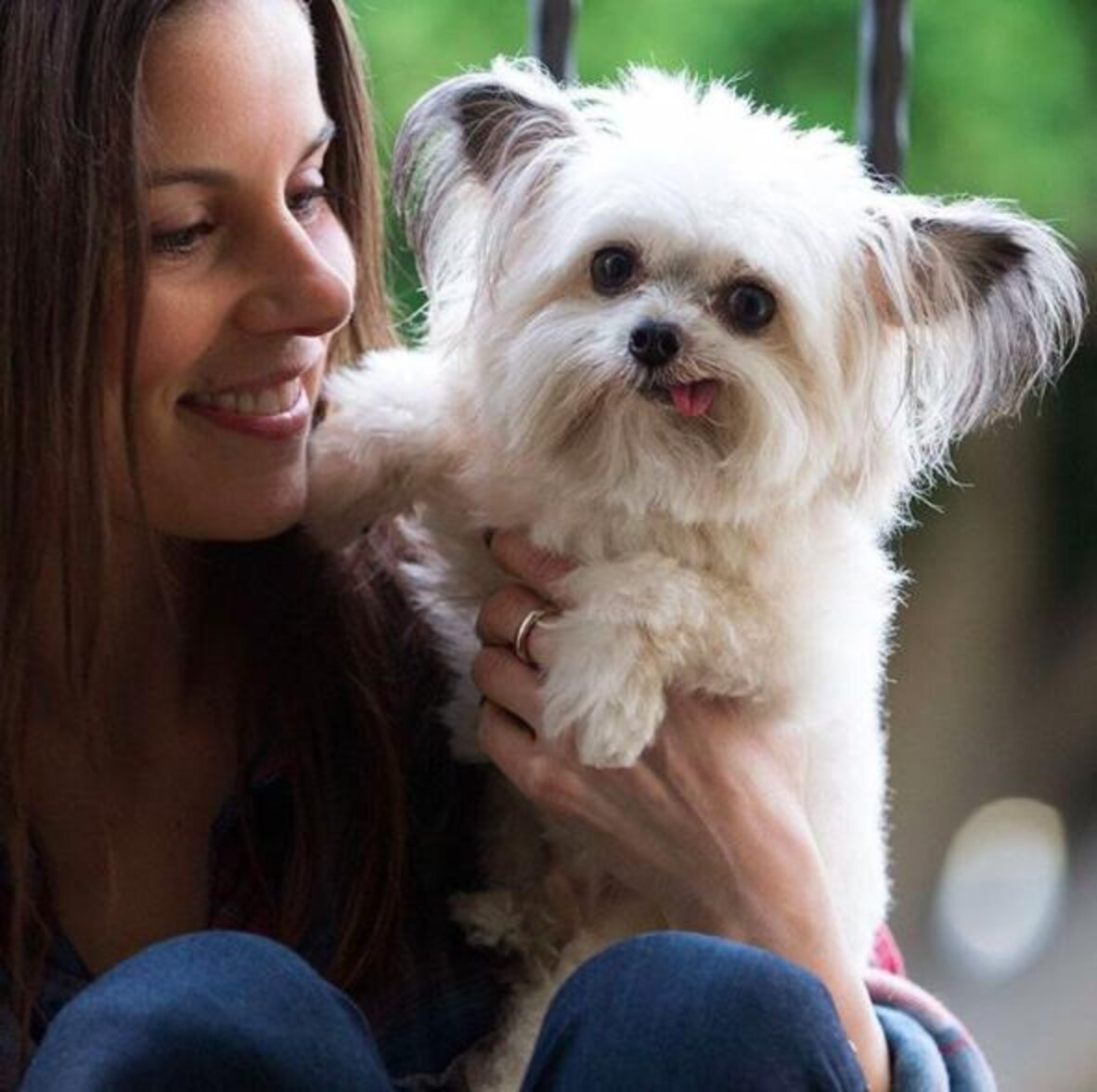 This Tiny Therapy Dog Is REAL And Loves Giving People High-Fives - The Dodo