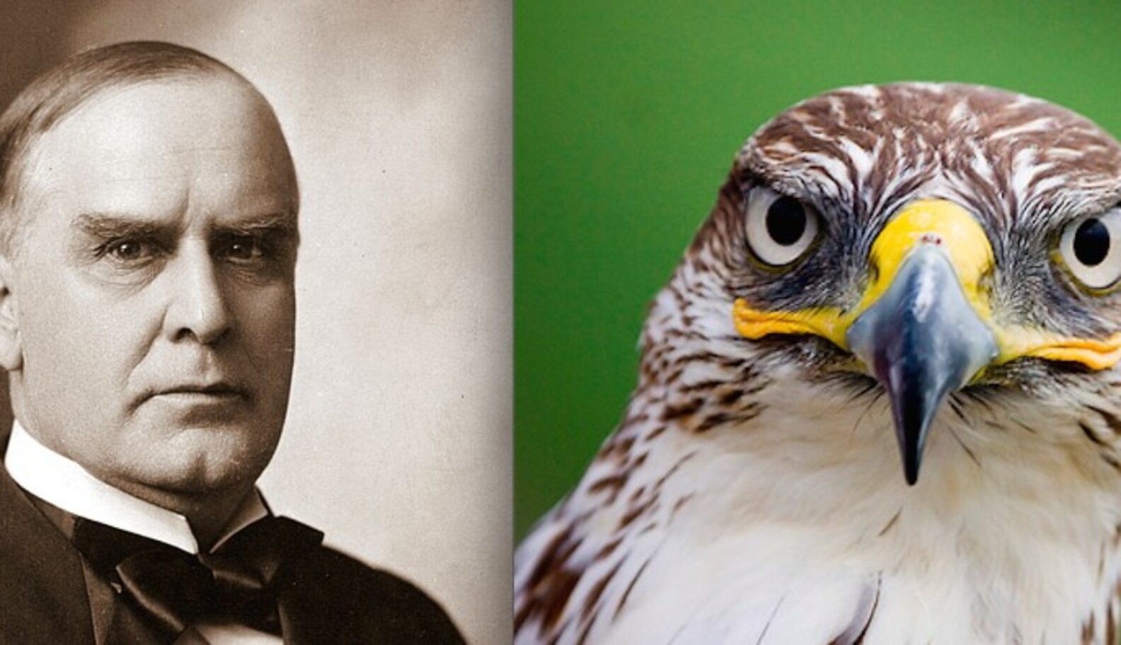 United States of Animals: 8 Presidents And Their Animal Look-Alikes ...