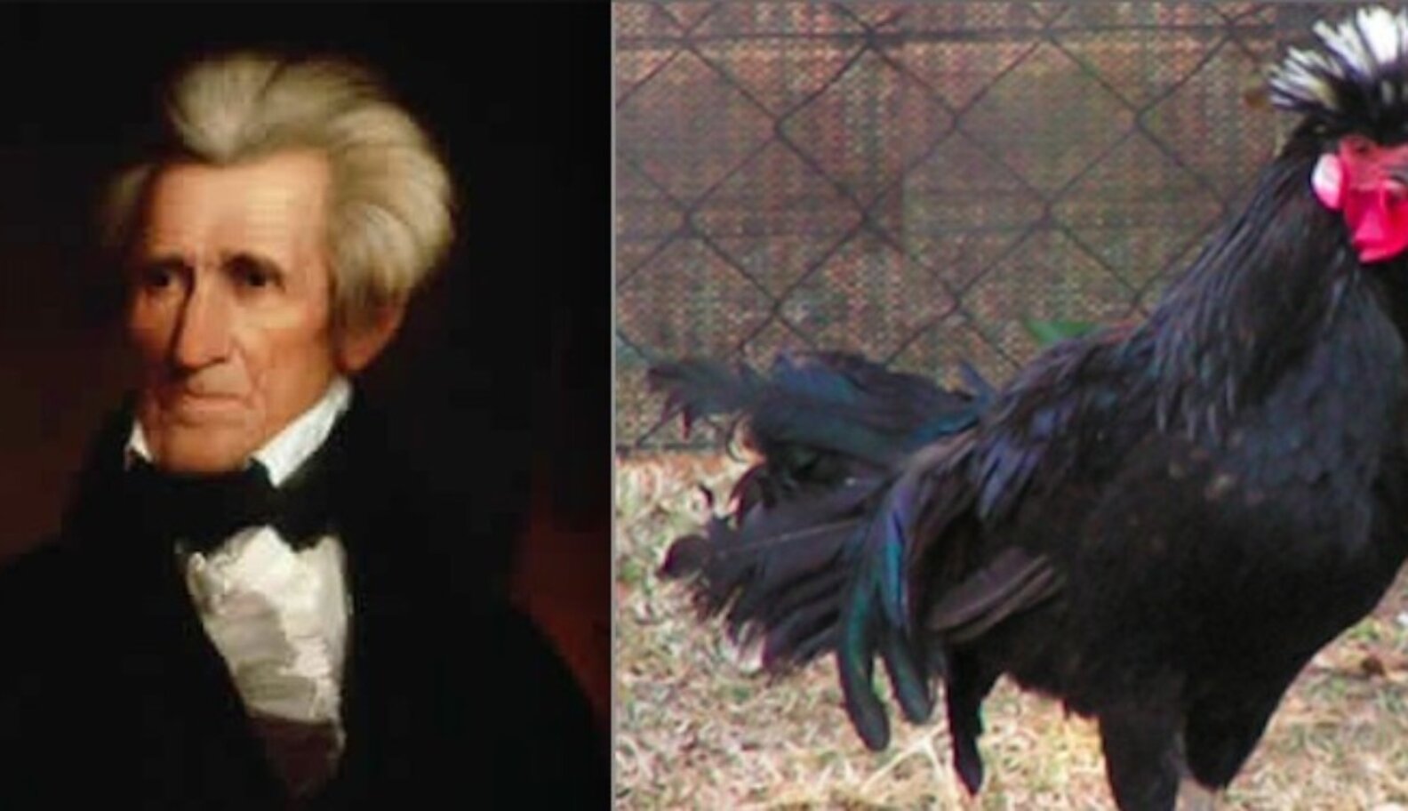 United States of Animals: 8 Presidents And Their Animal Look-Alikes ...