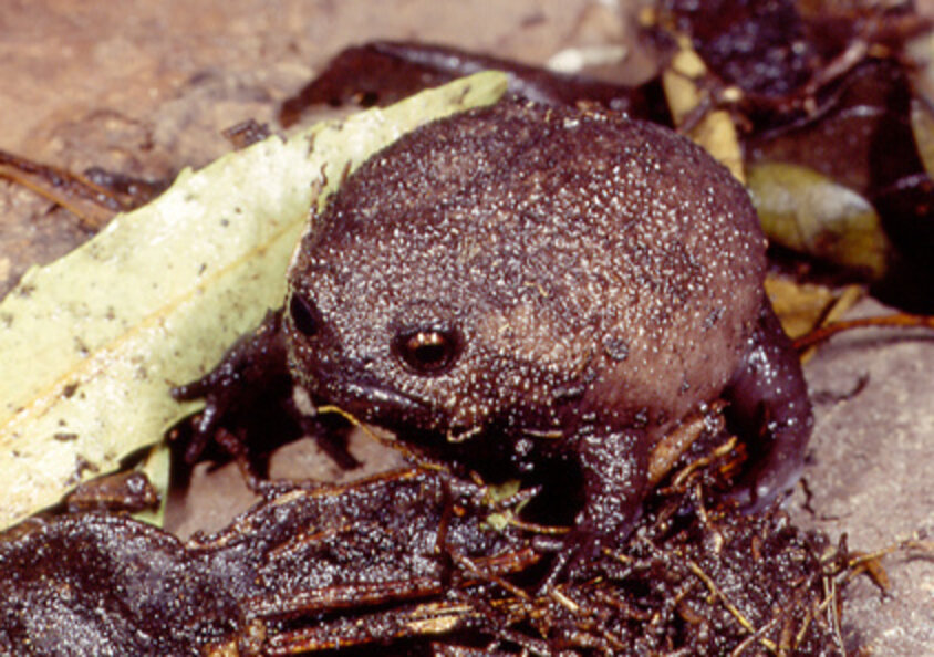 Meet The World's Grumpiest Frog - The Dodo