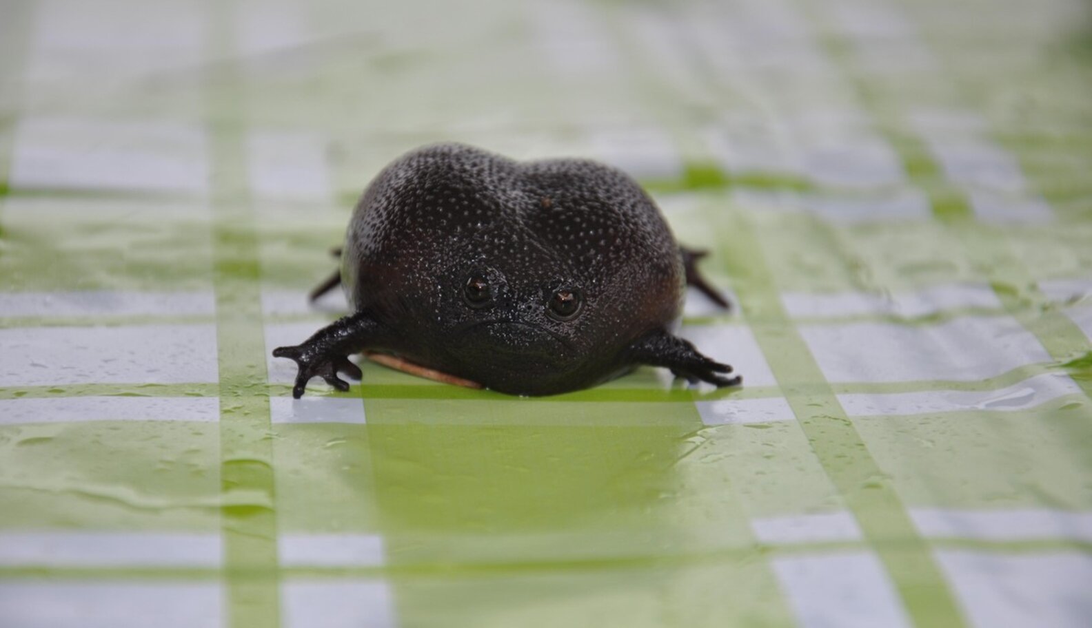 Meet The World's Grumpiest Frog - The Dodo