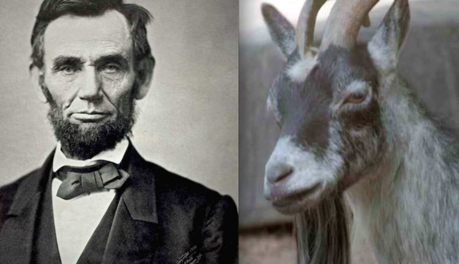 United States of Animals: 8 Presidents And Their Animal Look-Alikes ...