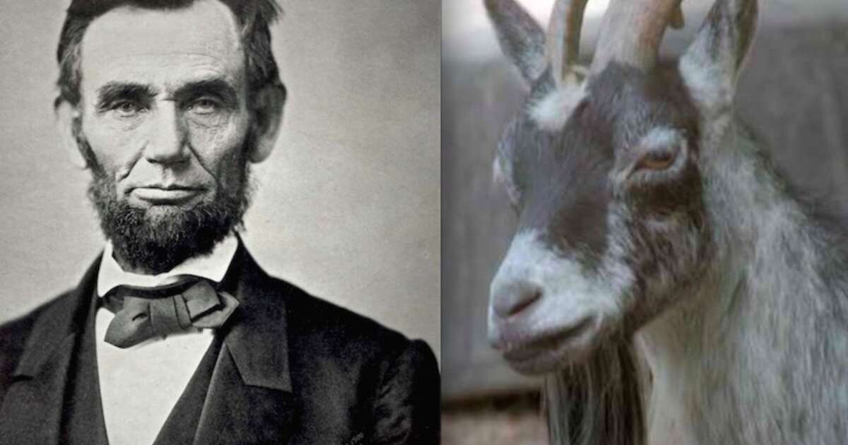 United States of Animals: 8 Presidents And Their Animal Look-Alikes ...