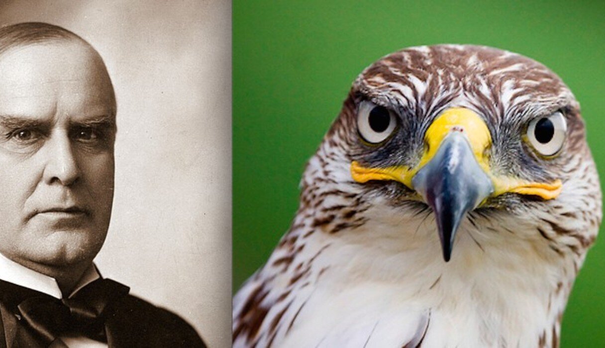 United States of Animals: 8 Presidents And Their Animal Look-Alikes ...