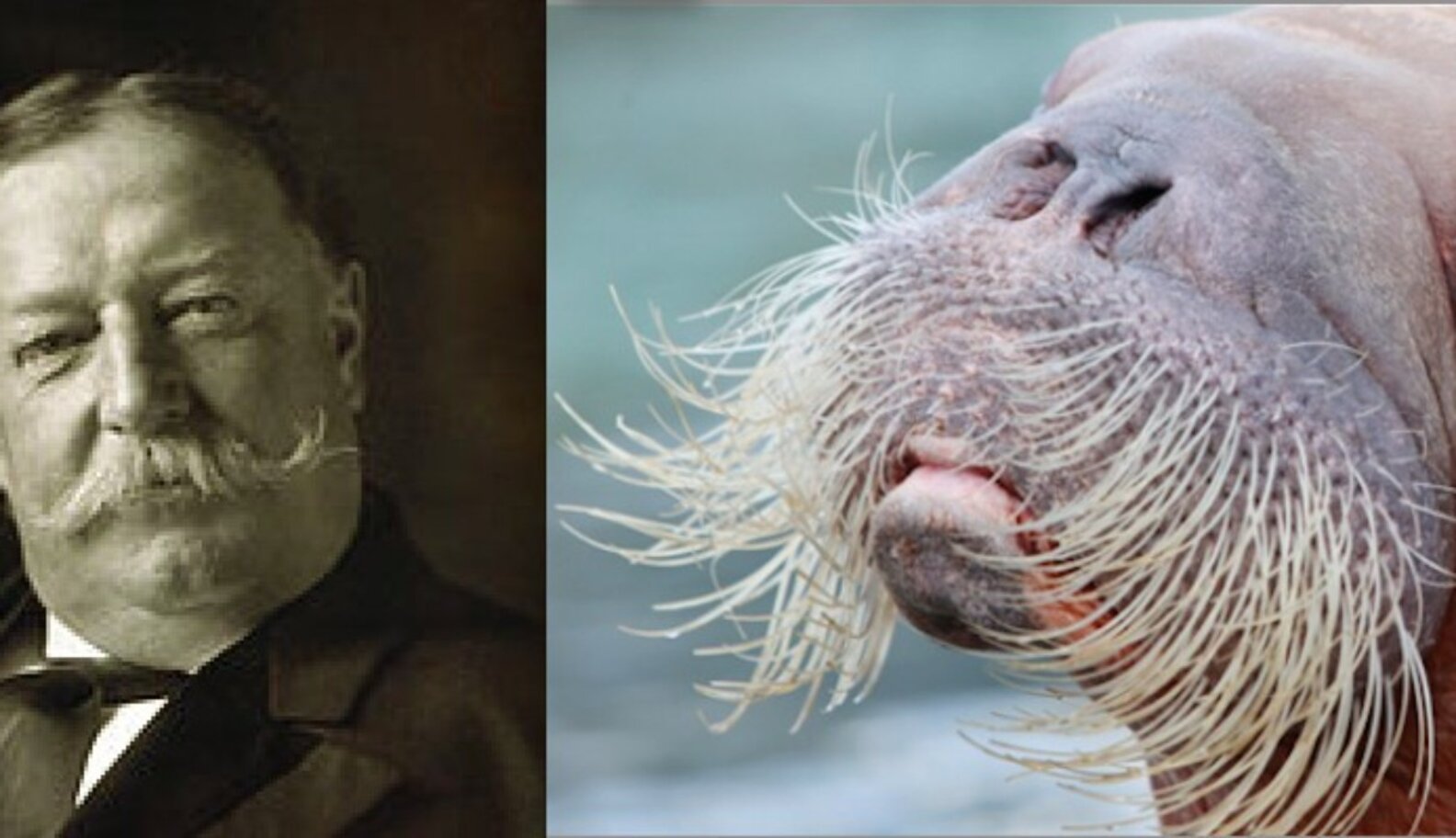 United States of Animals: 8 Presidents And Their Animal Look-Alikes ...
