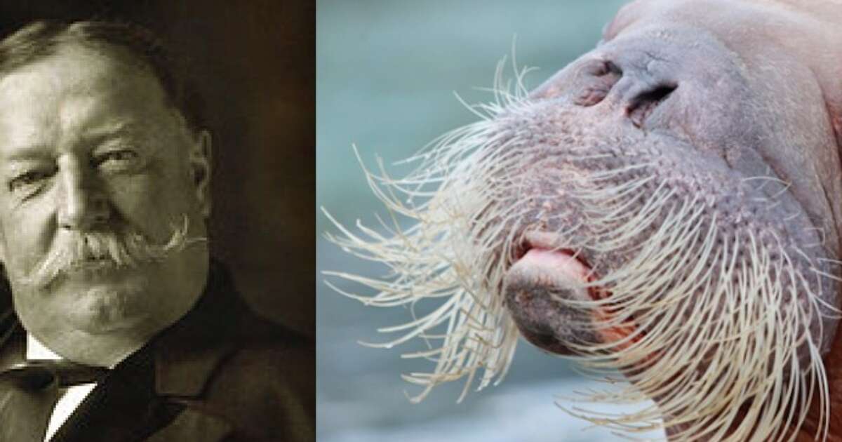 United States of Animals: 8 Presidents And Their Animal Look-Alikes ...