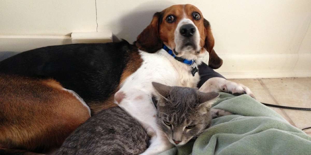 That Feeling When You're On A First Date, According To Cats And Dogs ...