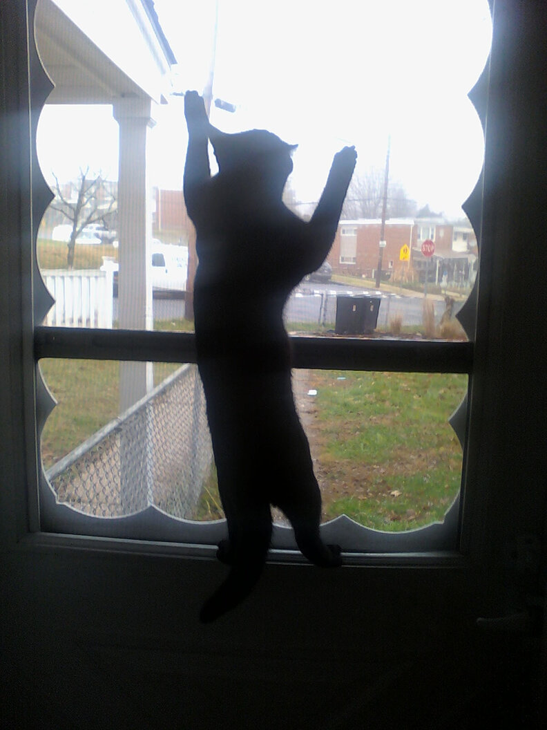 9 Cats Who Just Realized This Relationship Is OVER - The Dodo