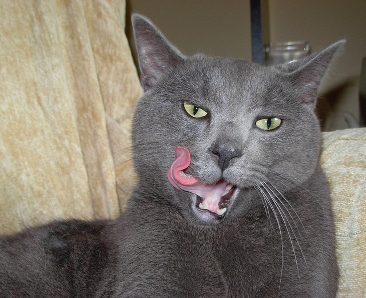 That Feeling When You're On A First Date, According To Cats And Dogs ...