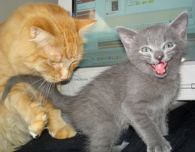 That Feeling When You're On A First Date, According To Cats And Dogs ...