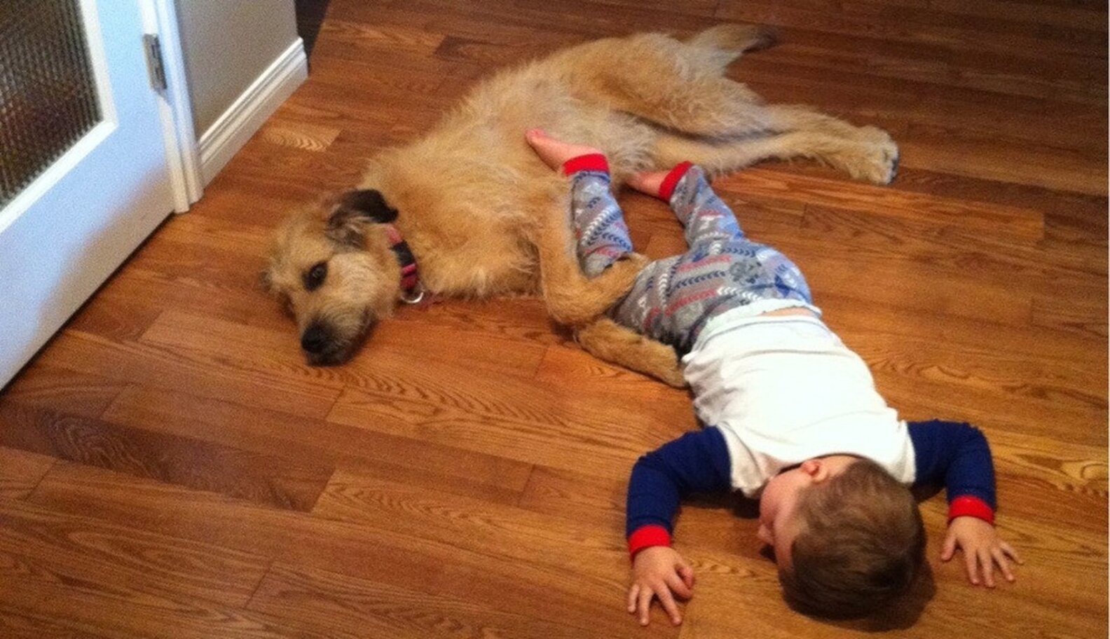 The Perfect Moments That Make Adopting A Pet So Totally Worth It - The Dodo