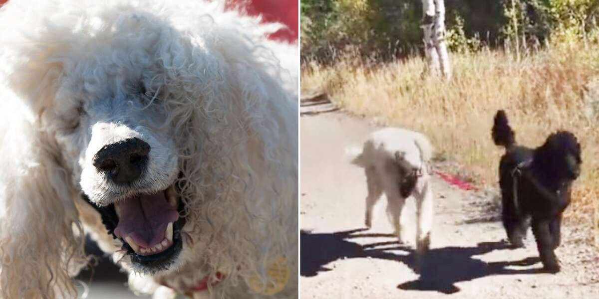 This Poodle Went Blind And Deaf, But Her Sister Takes Her For Walks ...