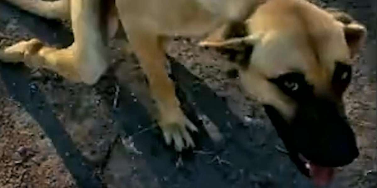 Dog Who Survived The Worst Finds The Family Of Her Dreams - The Dodo