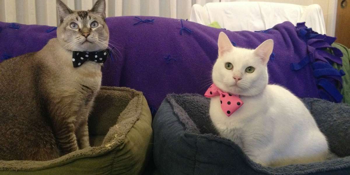 8 Pieces Of Dating Advice — From Cats - The Dodo