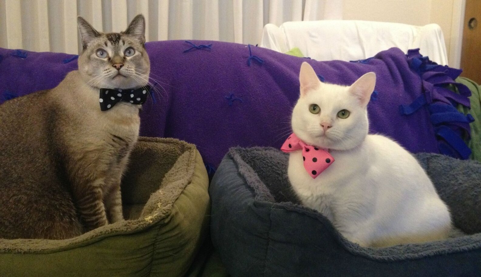 8 Pieces Of Dating Advice — From Cats - The Dodo