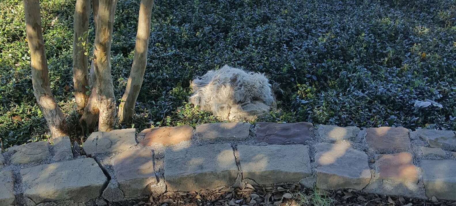 Stray Dog Spends 2 YEARS On The Streets Before She Trusts Woman To ...