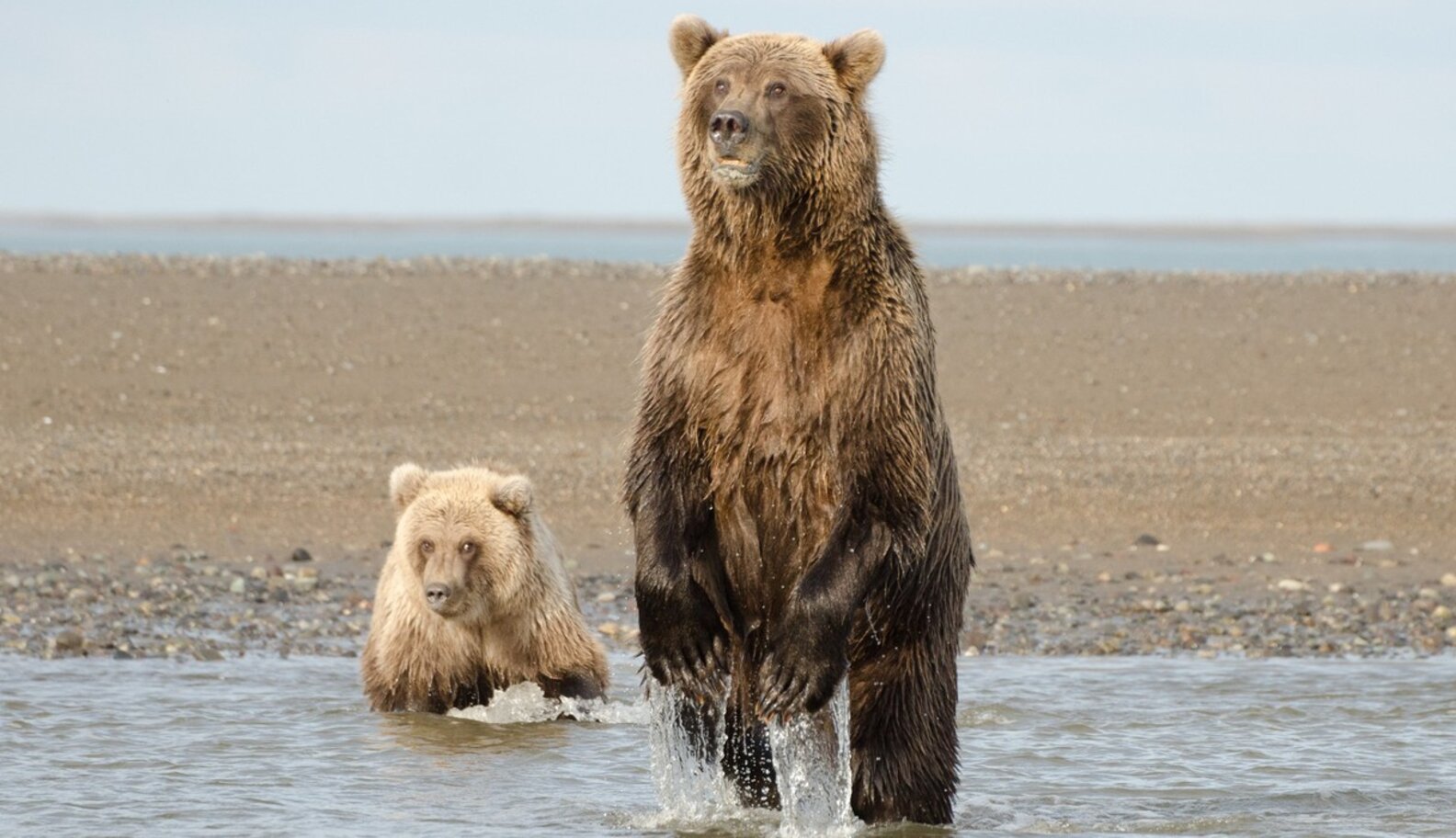What You Should ACTUALLY Do If You See A Bear - The Dodo