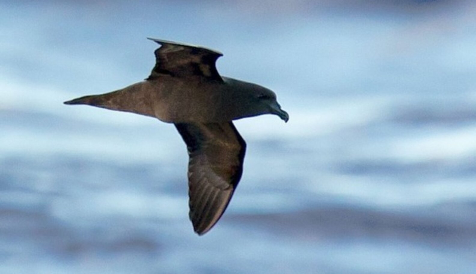 Bird With A Baby Bump Photographed In Flight For The First Time - The Dodo