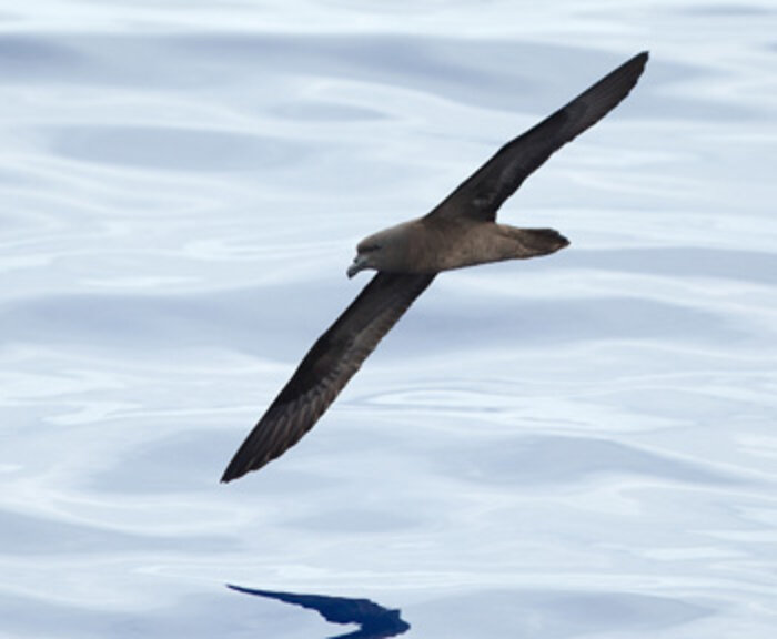 Bird With A Baby Bump Photographed In Flight For The First Time - The Dodo