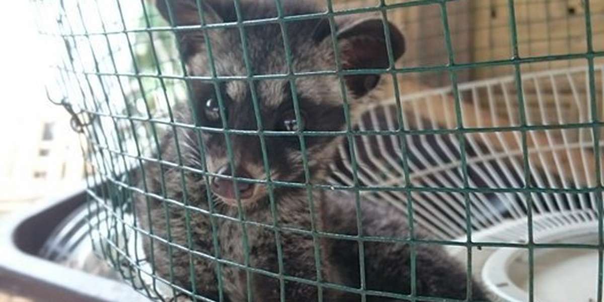 Tourists Find 'Cat' Left In Cage On Garbage Heap — And Help Save Him ...