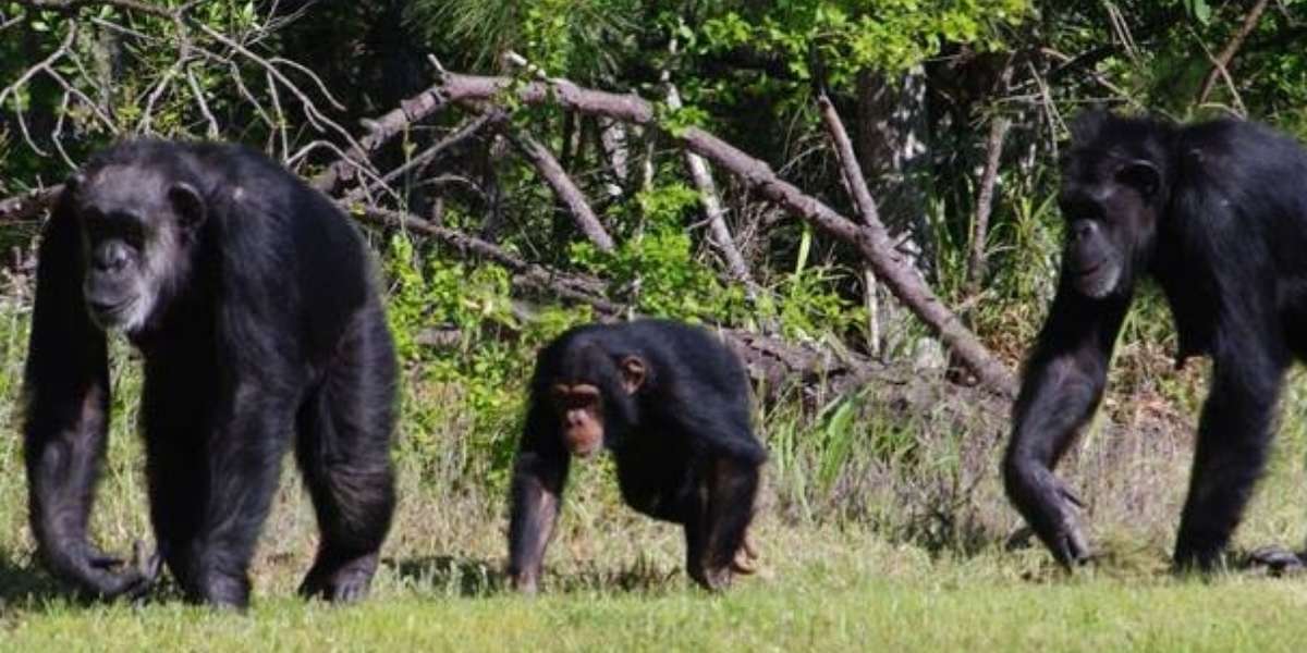All 110 Chimps From The Largest Primate Lab In The U.S. Are Now Free ...