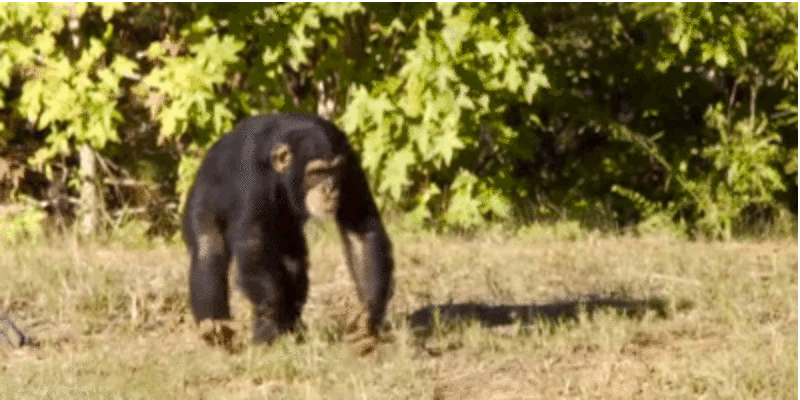 All 110 Chimps From The Largest Primate Lab In The U.S. Are Now Free ...