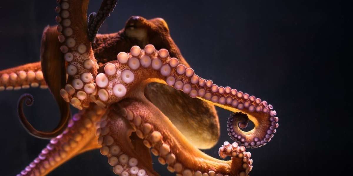 The Multifaceted, Multitalented, Multi-Armed Octopus - The Dodo