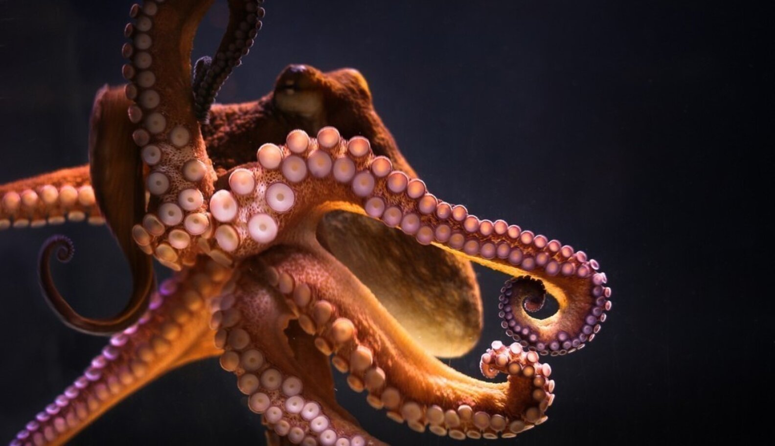 The Multifaceted, Multitalented, Multi-Armed Octopus - The Dodo