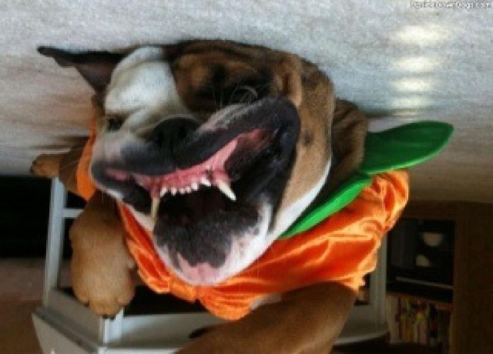 23 Dogs Who'd Be Totally Cool With You Deleting That Photo - The Dodo