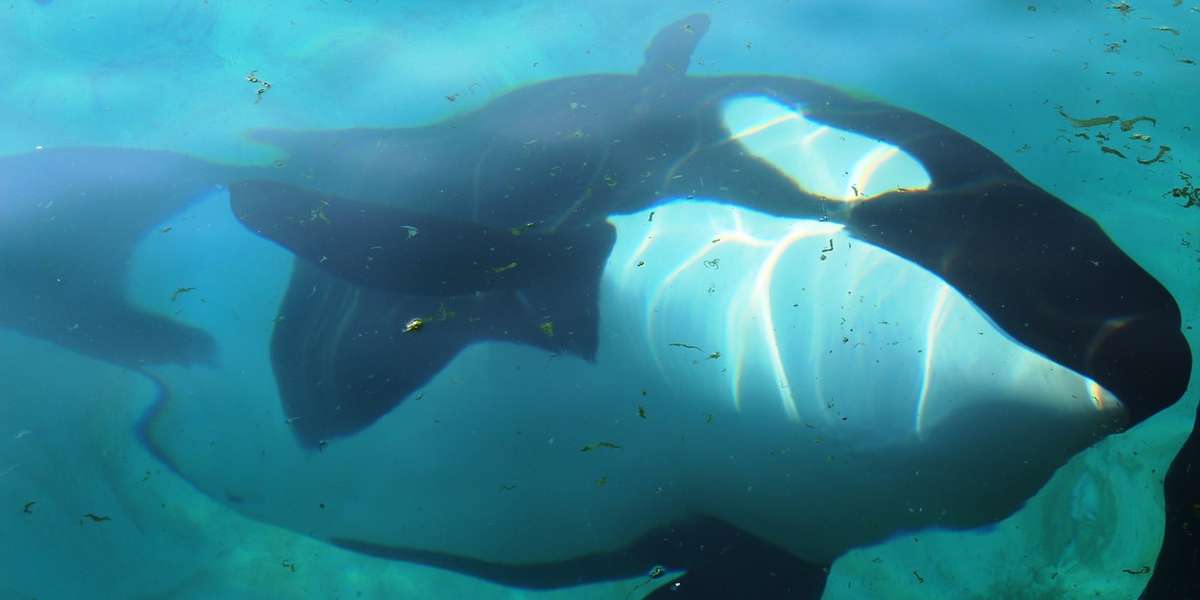 Orca Tanks In Marineland Antibes Filled With Mud - The Dodo