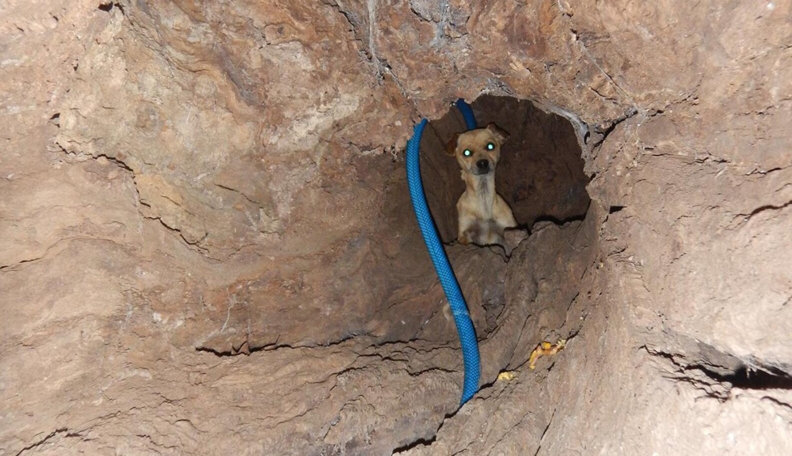 Lonely Dog Living Inside Tree Trunk Learns It's Safe To Trust Again ...