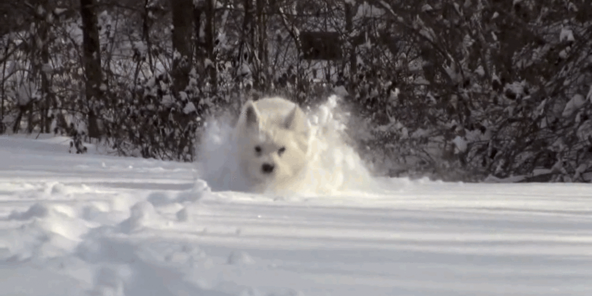 Best In Snow: Our 5 Favorite #SnowDogs - The Dodo