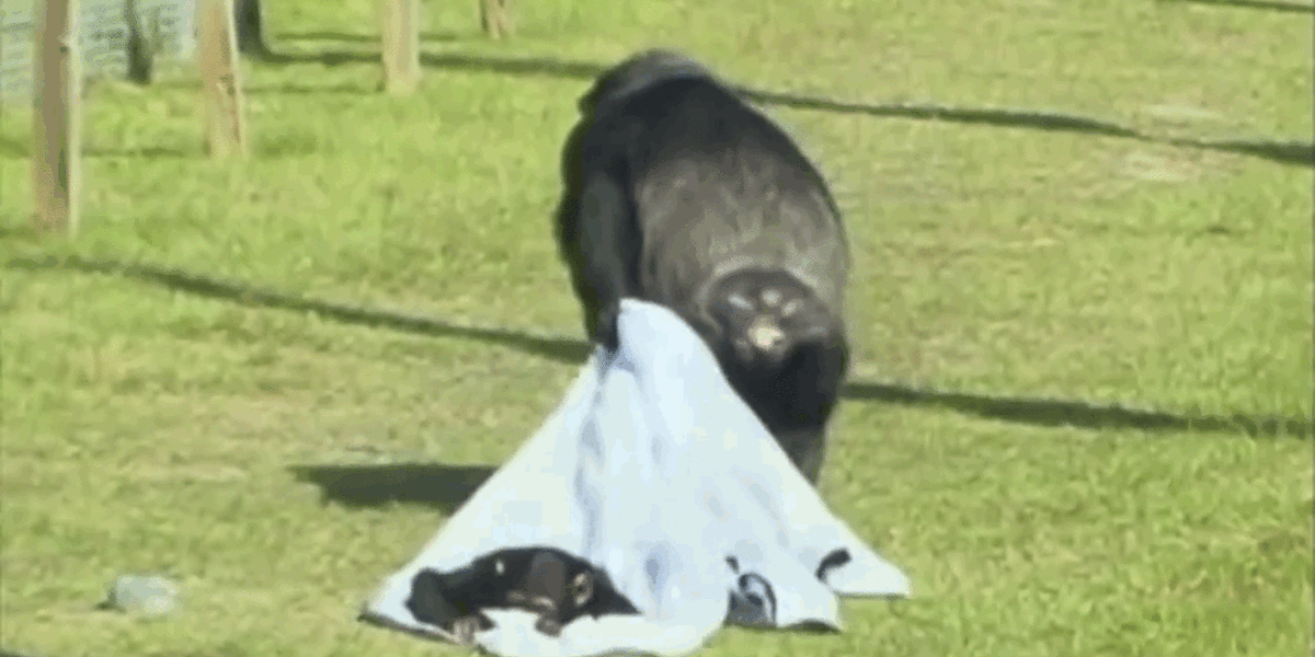 This Clever Chimp Mom Learned To Carry Her Adopted Baby Around On A ...