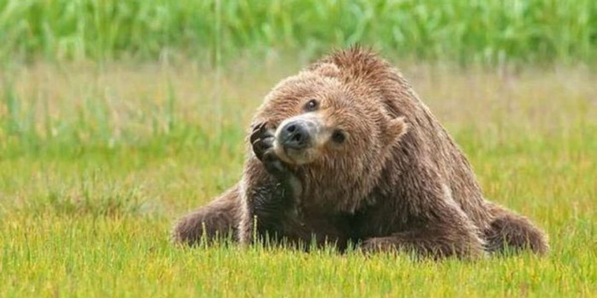 7 Bears Having A Contemplative Moment - The Dodo