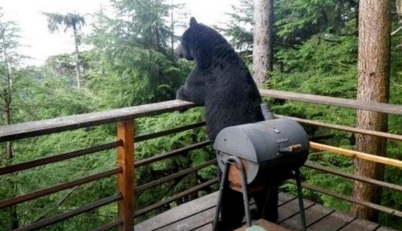 7 Bears Having A Contemplative Moment - The Dodo