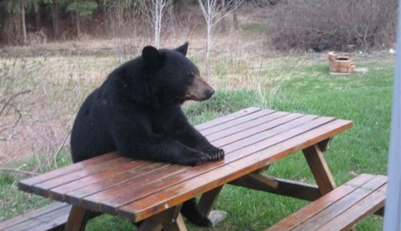 7 Bears Having A Contemplative Moment - The Dodo