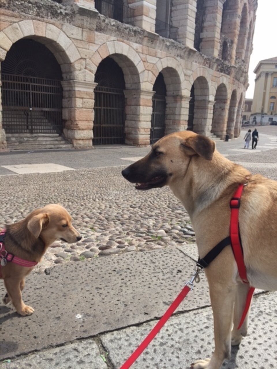 Dog Who Watched Friends Die In Meat Trade Brings His Family So Much ...