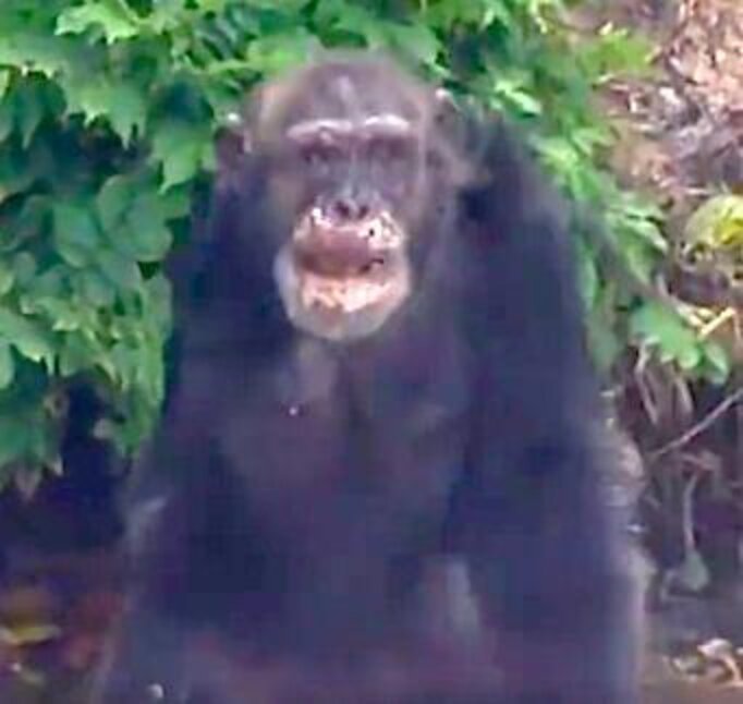 One-Armed Chimp Waits In Line For A Cup Of Water - The Dodo
