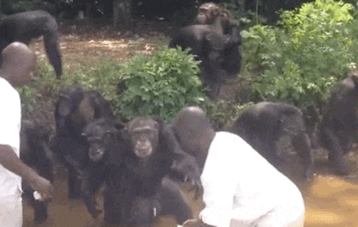 One-Armed Chimp Waits In Line For A Cup Of Water - The Dodo