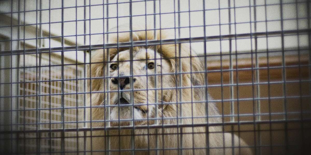 How To Tell If A Zoo Is Worth Your Visit - The Dodo